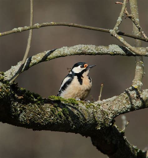 Strakapoud Velký Východočeské Muzeum V Pardubicích Zámek Pardubice