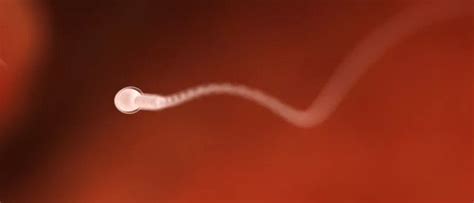 Что такое поцелуи со спермой Как это происходит