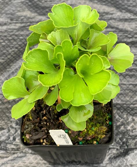 Ginkgo Biloba Troll Troll Maidenhair Tree