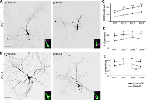 Morphology Change In Pyramidal And Granule Cells A B Typical Download Scientific Diagram