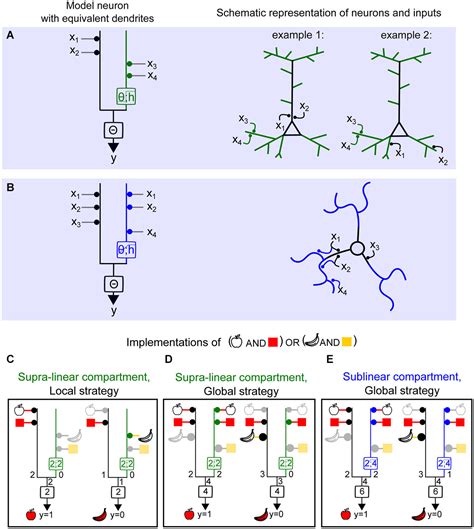 frontiers contribution of sublinear and supralinear dendritic