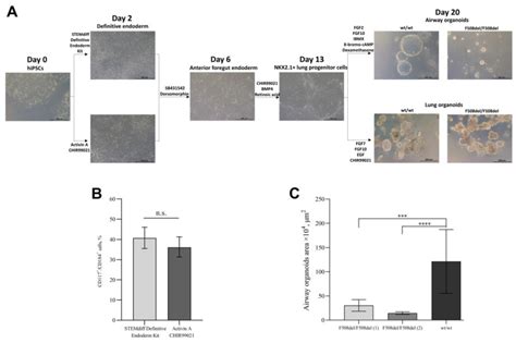 Airway And Lung Organoids From Human Induced Pluripotent Stem Cells Can Be Used To Assess Cftr