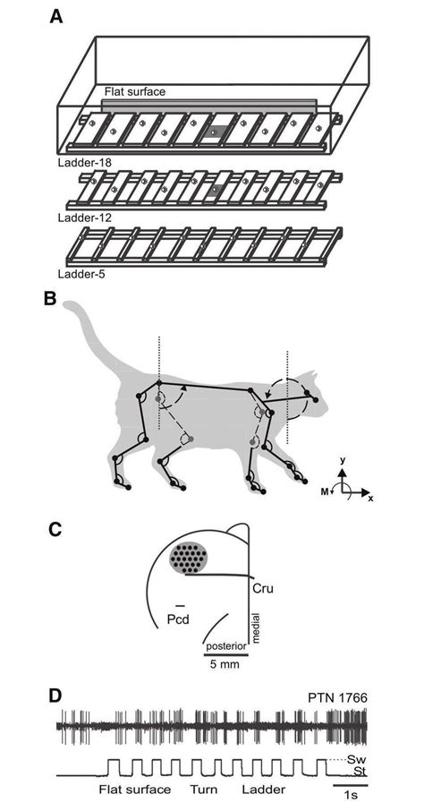 Experimental Setup A Locomotion Tasks Simple Walking On A Flat Download Scientific Diagram
