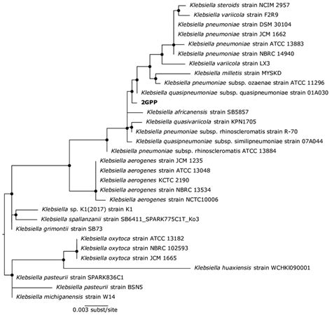 Maximum Likelihood Ml Phylogenetic Tree Of 16s Rrna Partial Gene