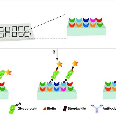 Elisa Analysis Of Protein Glycosylation Four Main Types Of Elisa