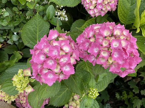 보라색 꽃 정원 Pixabay의 무료 사진