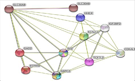 String Image Of Slc30a8 Interacting Proteins Green Line Gene Download Scientific Diagram