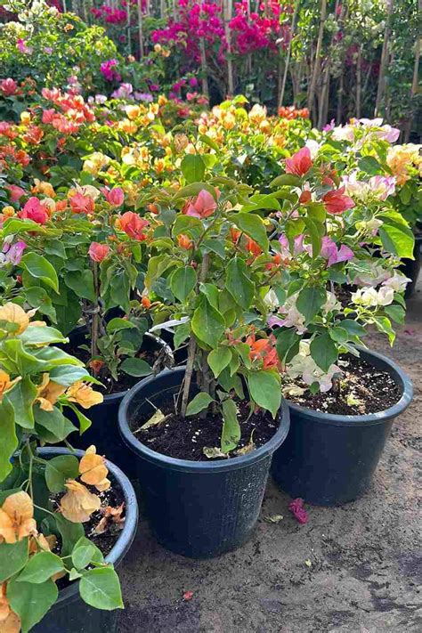 Vibrant Bougainvillea Mix Medium Plant | Plantshop.me UAE