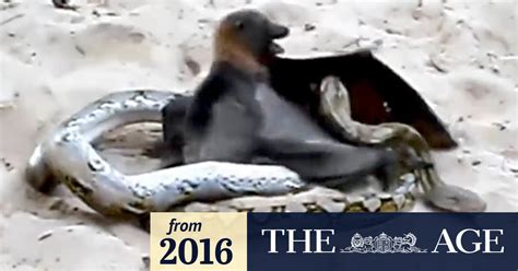 Video Bat Vs Python