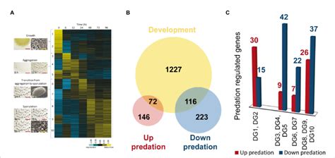Differentially Expressed Genes Degs During Predation Clustered In Download Scientific Diagram