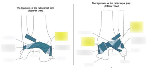 Diagram Of Radiocarpal Joint Quizlet