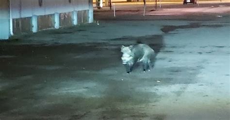 Жінка зіткнулася з диким кабаном в центрі Варкауса Yle