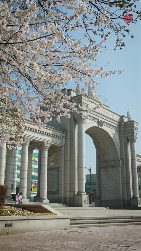[ 2023 경희｜국제캠퍼스와 벚꽃🌸 ] 벚꽃하면 떠오르는 대학은 바로 여기 🏫🌸 벚꽃축제의 모습일거라 상상했던 경희대풍경 영상속에서 즐겨봅니다☺️ 경희