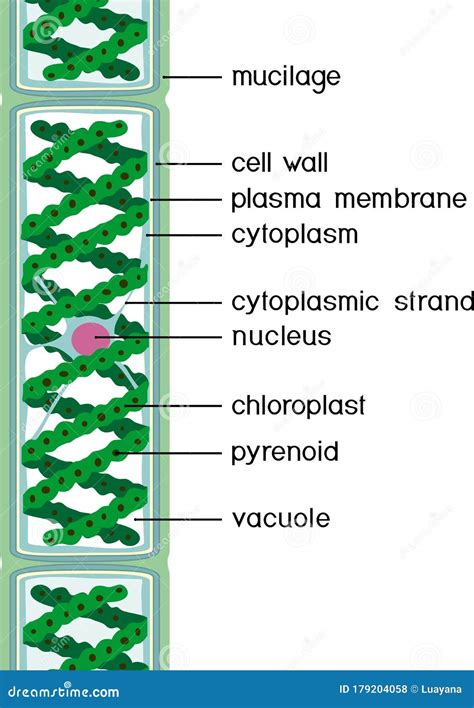 Spirogyra Vector Illustration Labeled Educational Green Algae Structure