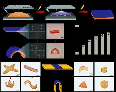 Programming Shape Morphing Behavior Of Bilayer Hydrogels A Schematic Download Scientific