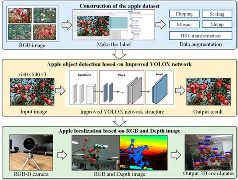 Research On Apple Object Detection And Localization Method Based On Improved Yolox And Rgb D Images