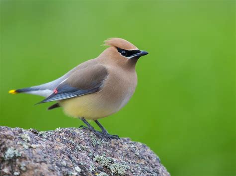 Cedar Waxwing Migration A Complete Guide Birdfact