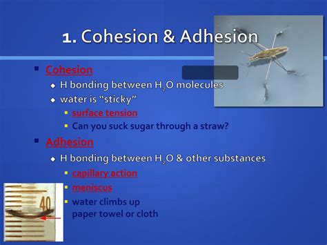 Cohesion Vs Adhesion