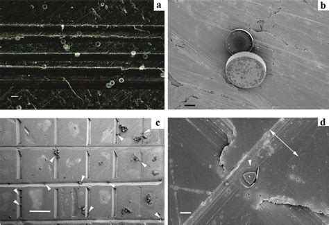 A Cells Of Thalassiosira Punctigera Strewn On A Sem Stub With