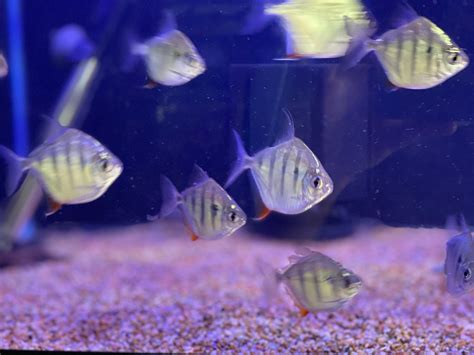 Barbs Silver Dollars Undergroundaquaticz