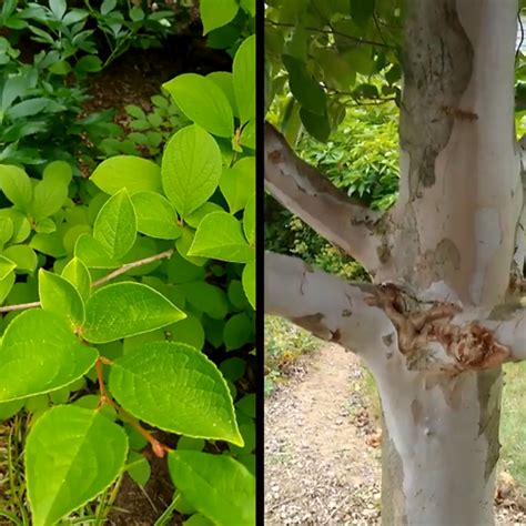 Amazing Small Trees Fine Gardening