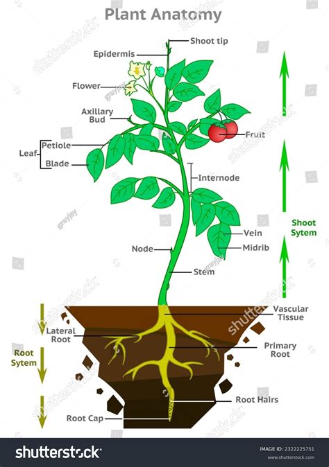 Plant Tissue Vascular