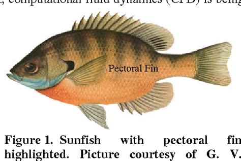 Figure 1 From Wake Structure And Performance Of Finite Aspect Ratio Flapping Foils Semantic