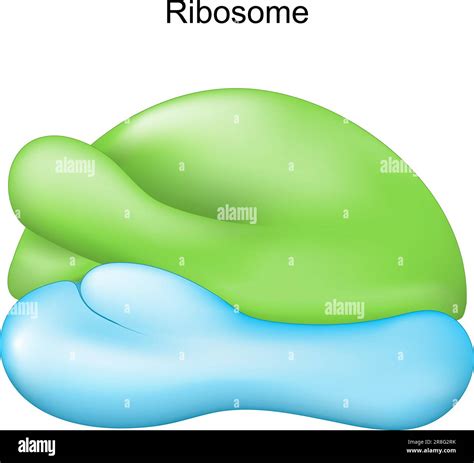 What Are Ribosomes