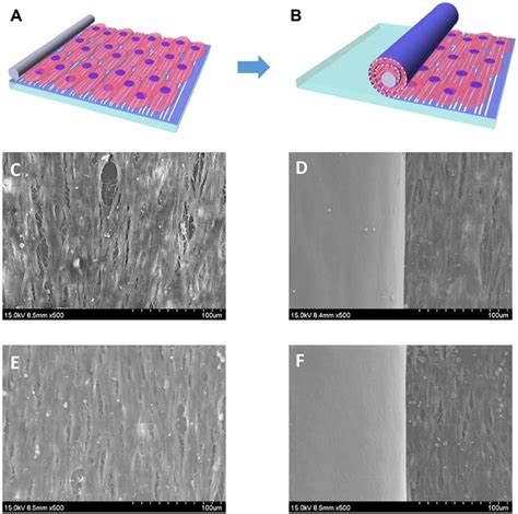 A B Schematic Diagrams Of The Rolling Process With Embedding Cells