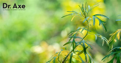 Do Artemisia Annua Benefits Outweigh The Potential Risks Dr Axe
