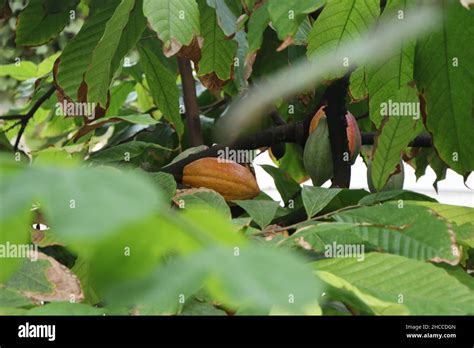 Cocoa Beans On A Cacao Tree High Quality Photo Stock Photo Alamy