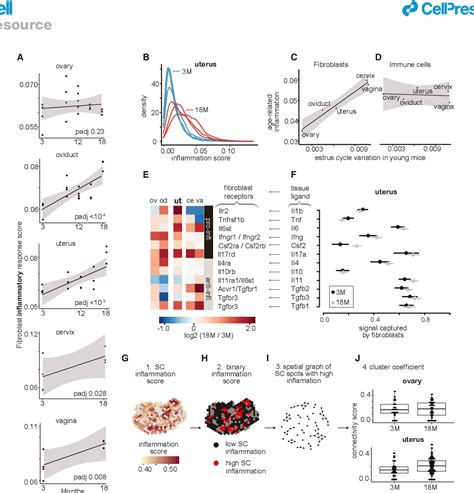 Figure 6 From The Cycling And Aging Mouse Female Reproductive Tract At Single Cell Resolution