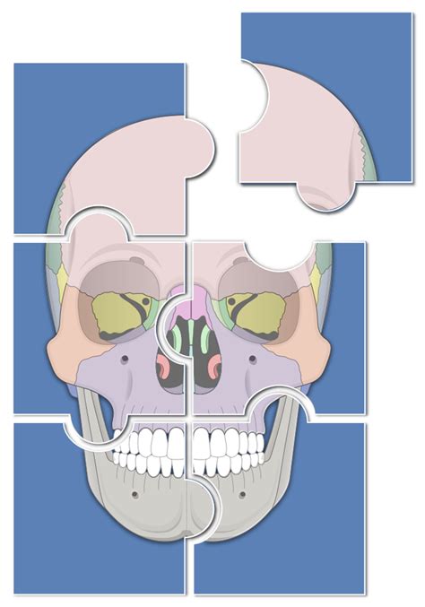 Human Bio Media Free Anatomy And Physiology Illustrations Animations Learning Activities