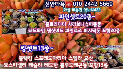 파인셋트20종~사라보니슈퍼클론 레드와인 파인로즈등포함20품종🍁고급종킹셋트13종 블랙킹 스프레드마리아 스텔라 3개가격에 10종은 덤succulents Plant 多肉植物