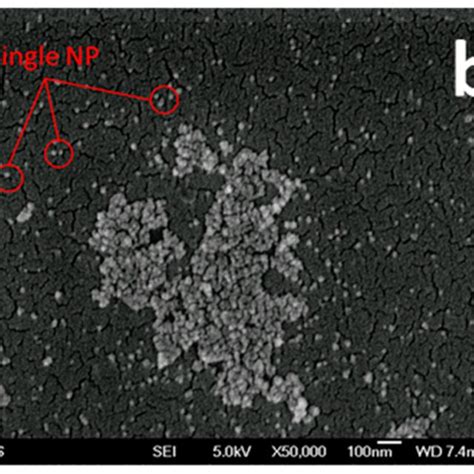 Scanning Electron Microscope Sem Image Of Nanoparticles A Fnp B Download Scientific