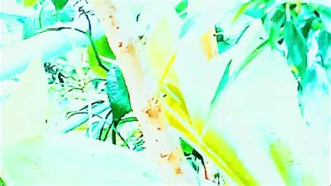 Lypso - Butterflies VISUALIZER (feat. Jayrahx) (Official Visualizer) - YouTube