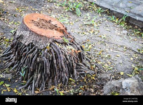 Stump Tree Plant With Root On The Ground Stock Photo Alamy