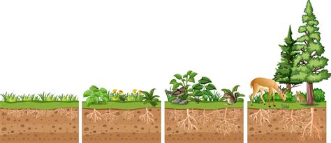 Scientific Education Of Plant And Its Root Vector Art At Vecteezy