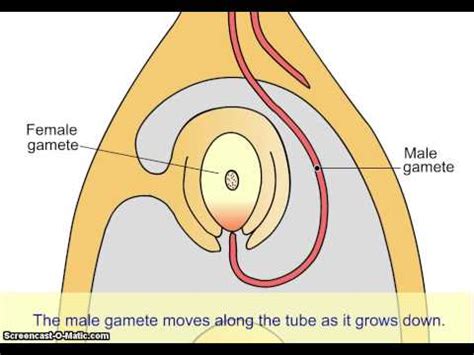 Sexual Reproduction In A Flowering Plant YouTube