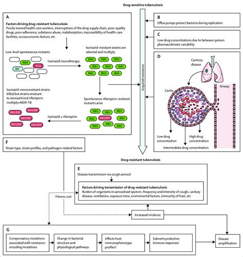 The Pathogenesis Of Drug Resistant Tuberculosis The Traditional