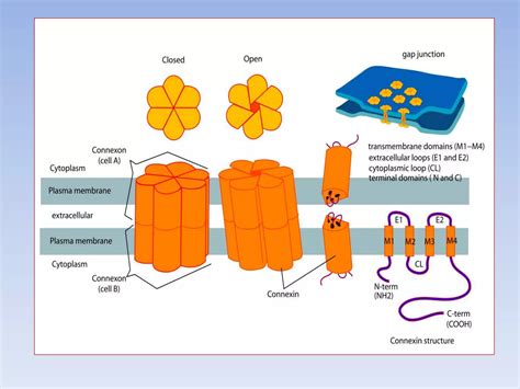 Cell Cell Interaction Pptx