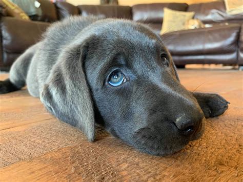 Charcoal Labradors