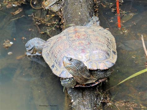 Turtle Pose By Kimmary On Deviantart