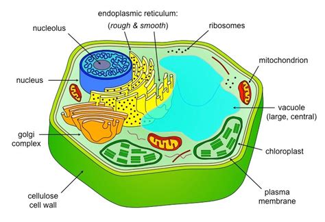Eukaryotic Cells Bioninja Eukaryotic Cell Plant Cell Plant Cell Model