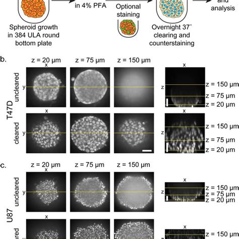 Nuclear Segmentation Analysis Method In Spheroids A Flow Chart Of Download Scientific
