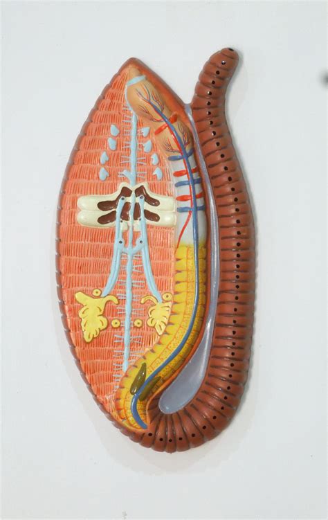 Earthworm Dissection Model Medilab