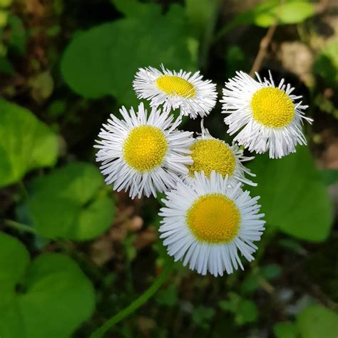 개망초~ 어릴때 부르던 계란꽃 흔하디 흔하지만 우리곁에 있기에 더 정겹다 야생화 자수 첫작품의 모델영원한 첫사랑이다~ㅎ Wildflower 개망초 야생화