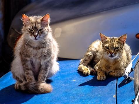 Cat Hyperthyroidism Treatments 5 Benefits Dog Esx Pro