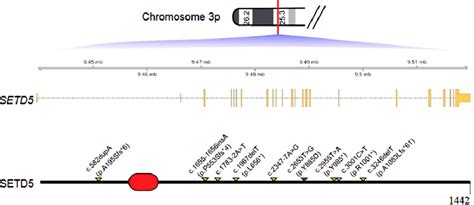 Genotypes Of Setd5 Alterations Download Scientific Diagram