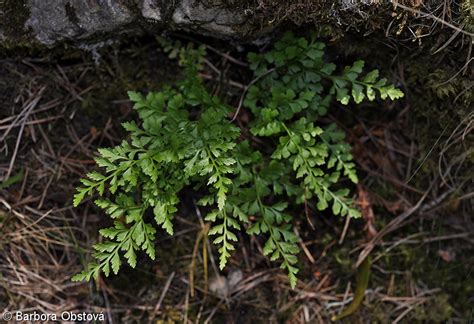 Asplenium Cuneifolium Sleziník Hadcový • Pladias Database Of The